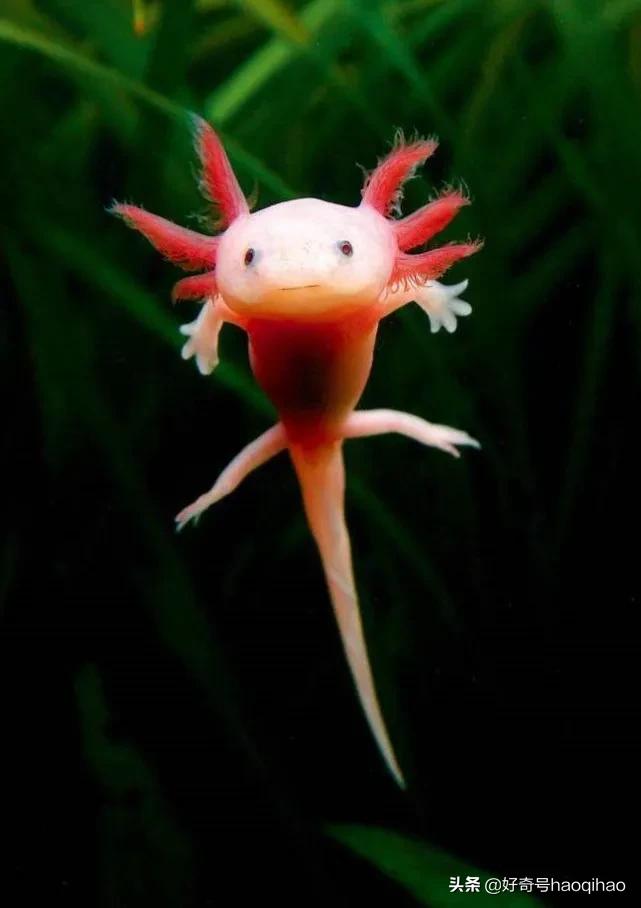 Regenerate and small hexagonal dinosaurs. Pay attention to these 5 ...