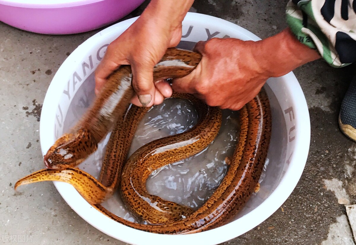 Rice field eels usually get into the soil of rice fields and do not eat ...