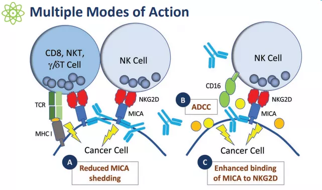 The world's first MICA antibody was approved for human clinical trials ...