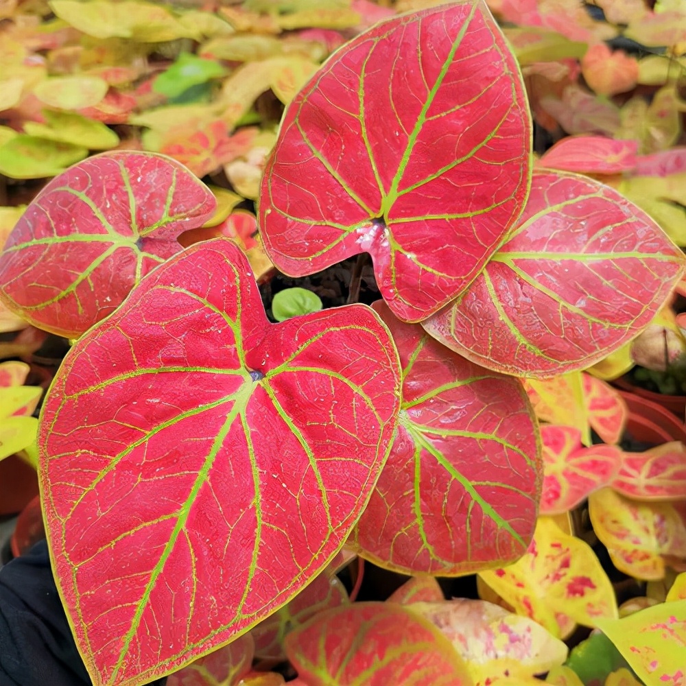 The legendary poisonous beauty——the plant non-test tube high-efficiency ...