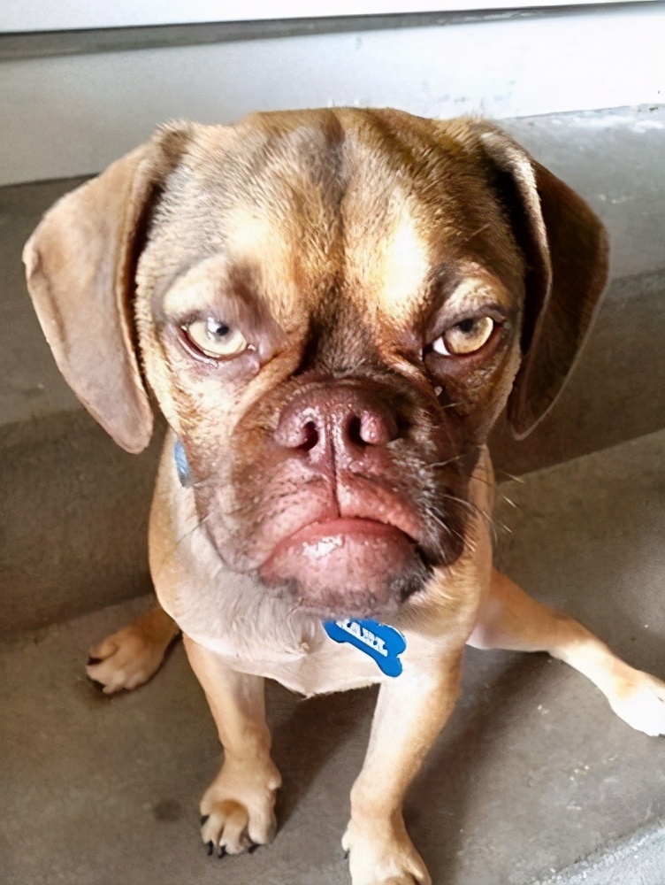 Dogs are born to be careful animals, on the surface they are careless ...