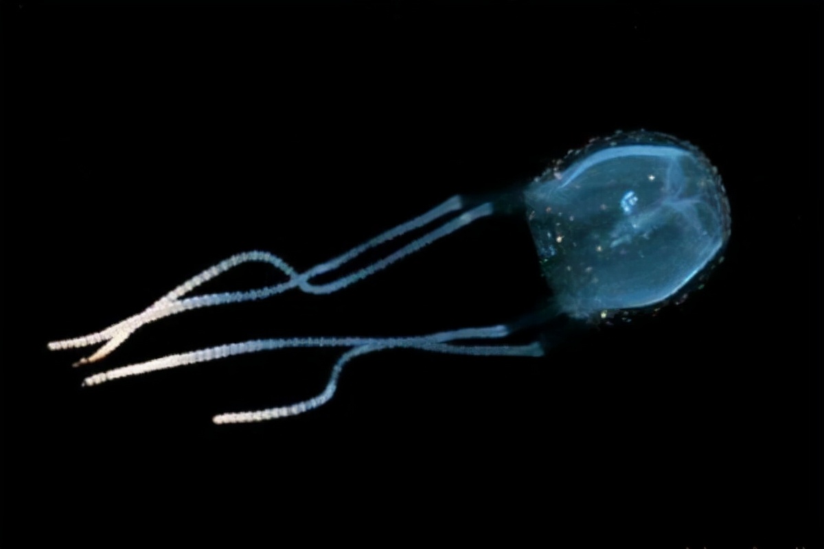 The smallest jellyfish in the world, the Yilukanji jellyfish is only a ...