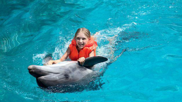 Friendship beyond species: why do dolphins in the sea rescue humans ...
