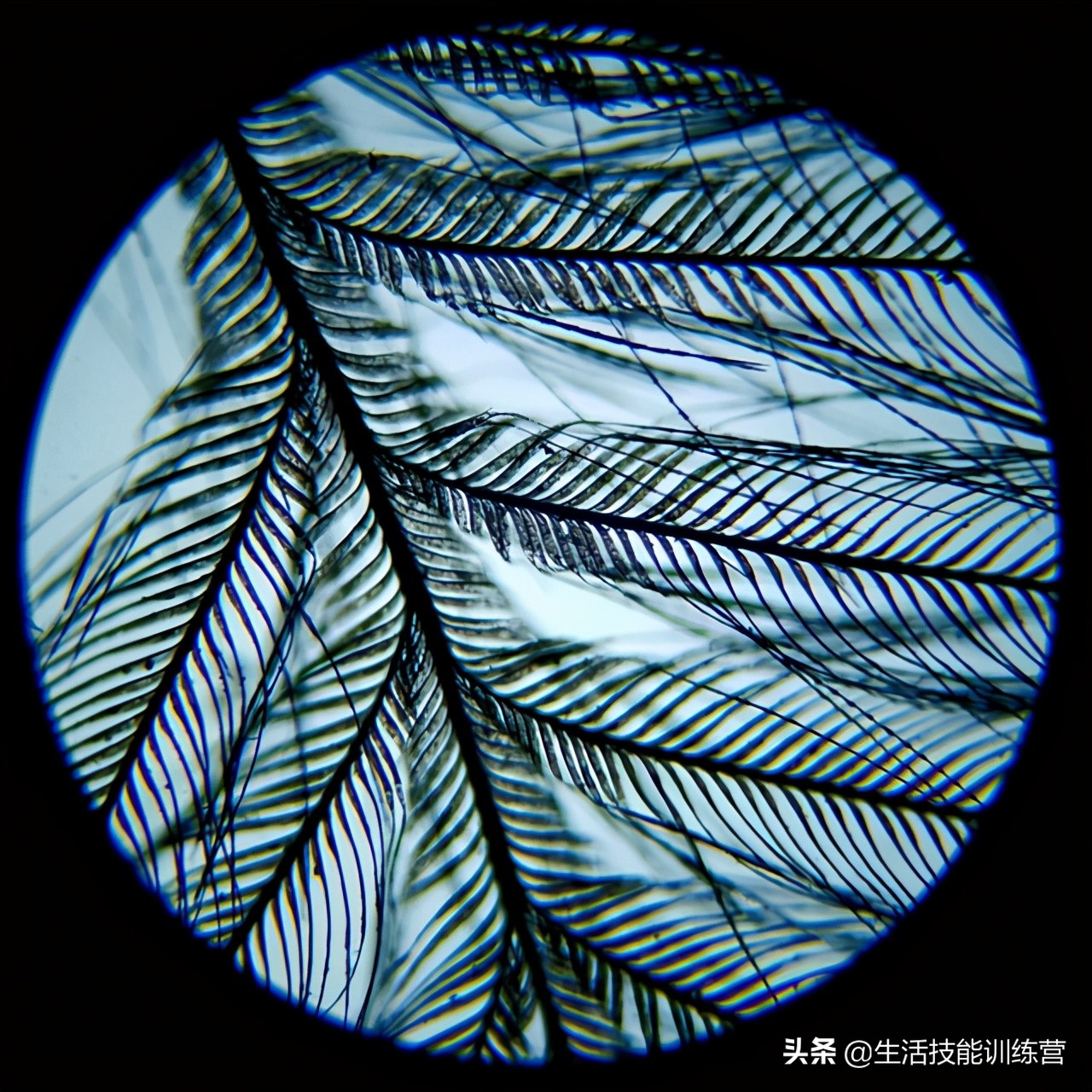 Wonderful microscopic world, 30 pictures show how everyday objects look ...