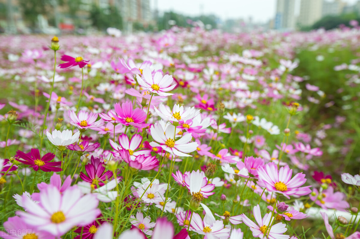 Rootless Trees (7)-Flowers are blooming - iNEWS