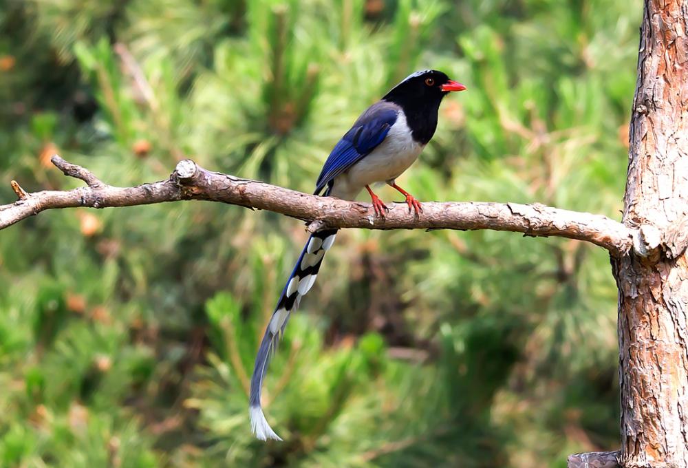Species Encyclopedia: Red-billed Blue Magpie - iNEWS