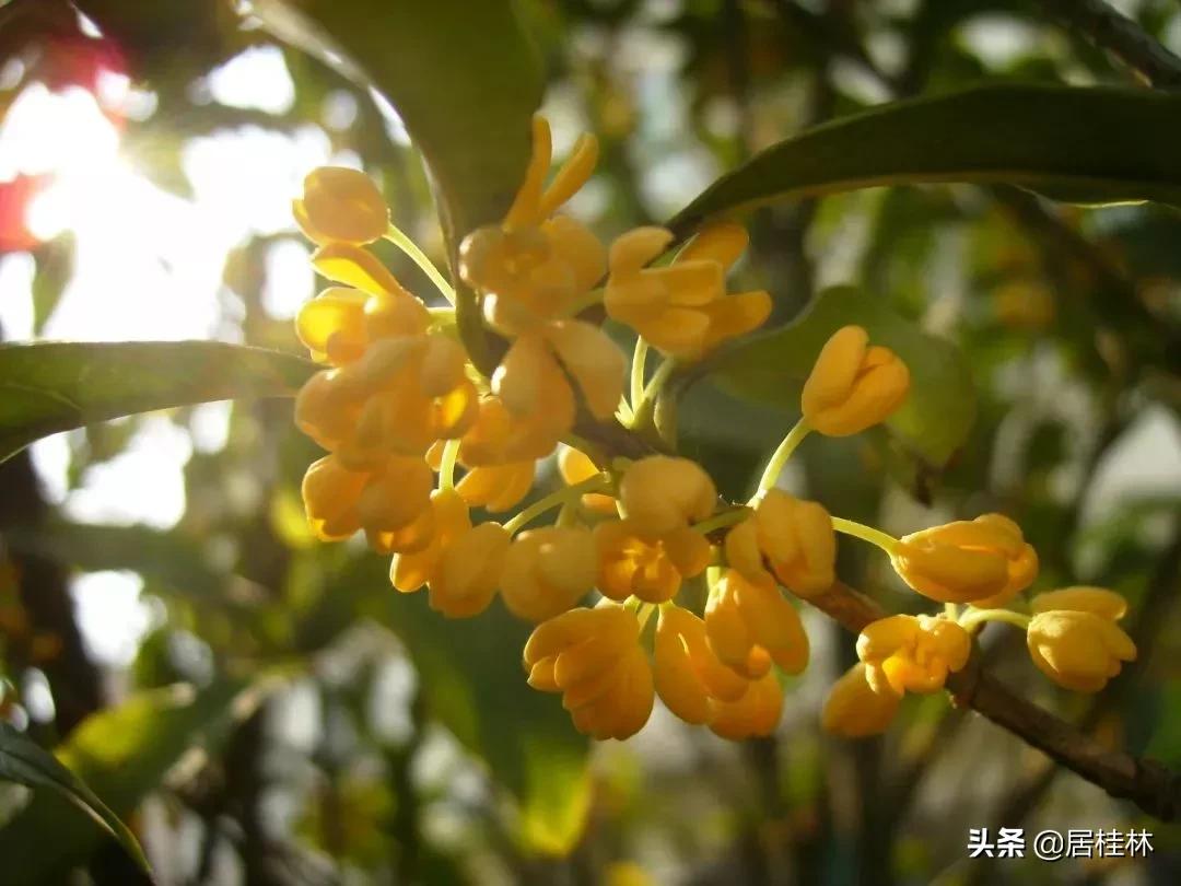 In Guilin, osmanthus flowers bloom in the whole city, which district is ...
