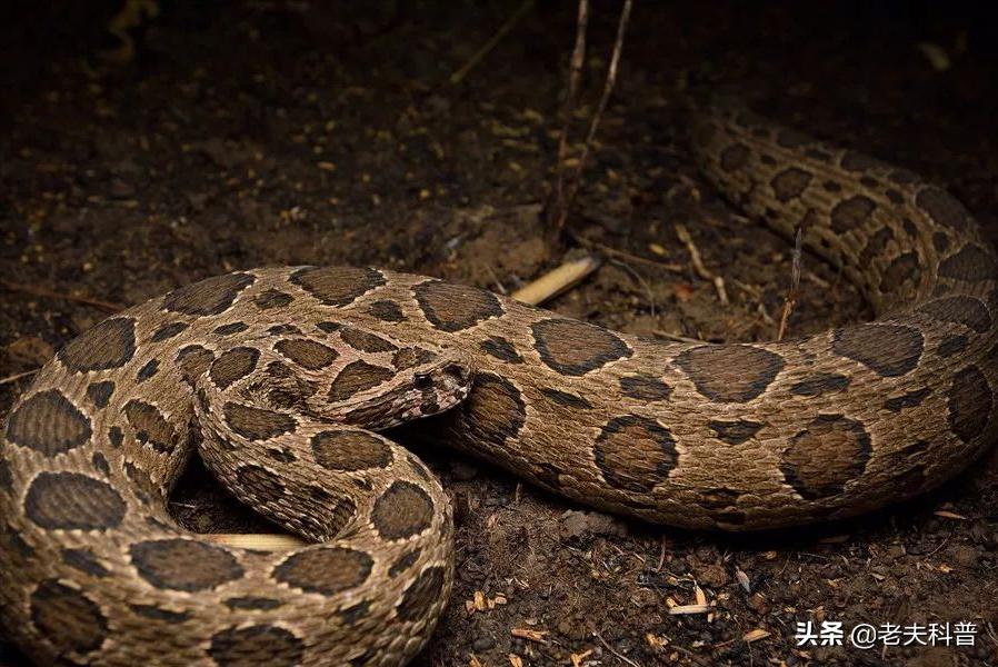 Viper: a very aggressive "tyrant" with fast poisoning speed, nicknamed ...