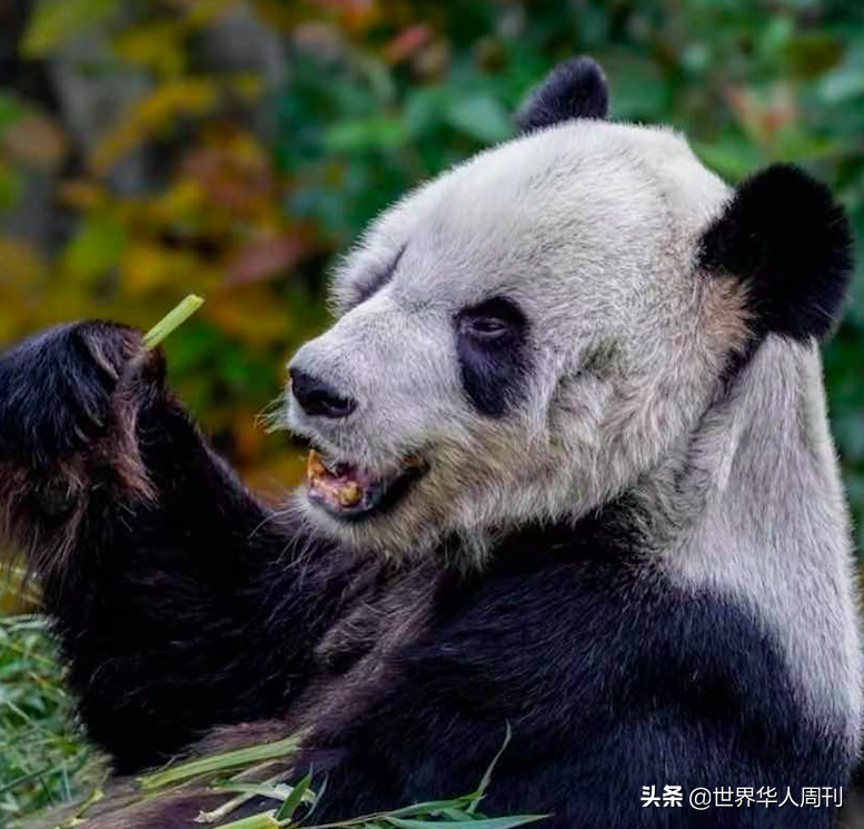 In the US, giant pandas are skinny and suspected of being abused ...