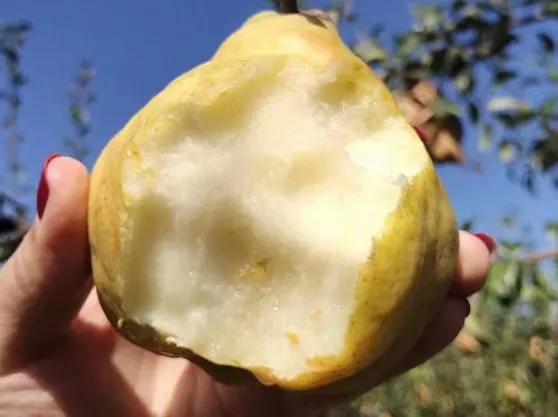 The ugliest pear - iNEWS