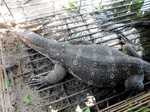 Popular science: The extremely endangered five-clawed golden dragon ...