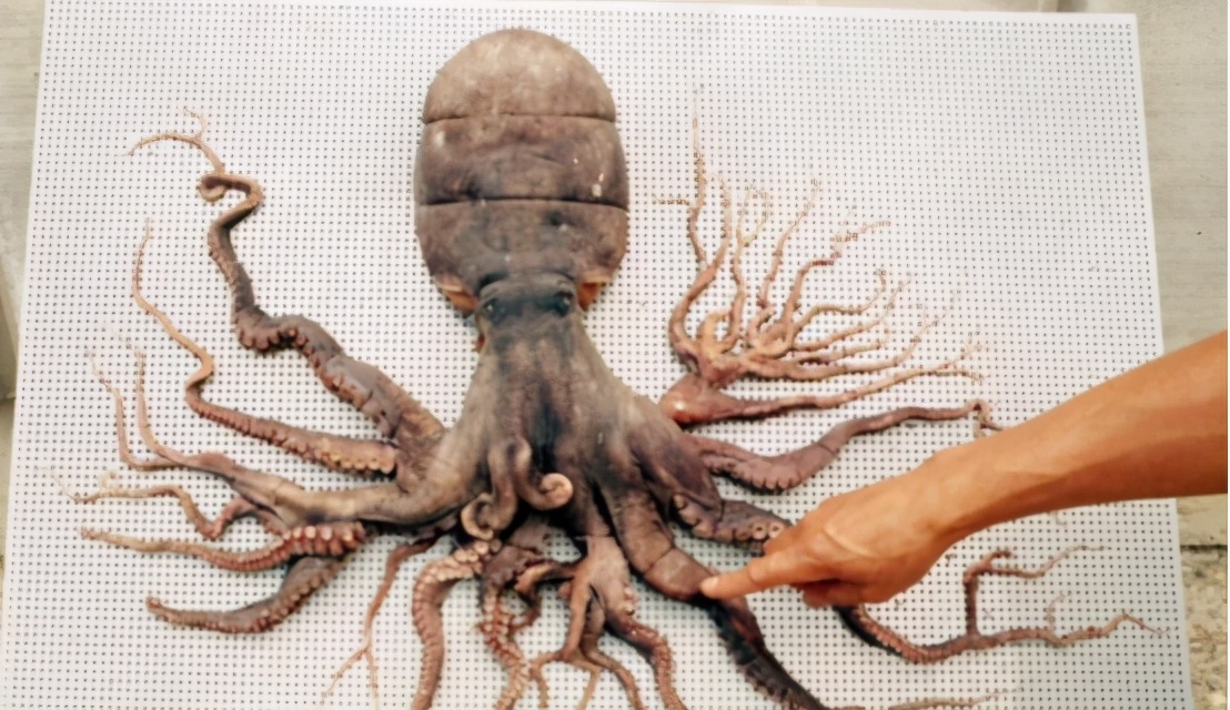 The octopus with the most legs in history!There are 96 legs. Is it ...