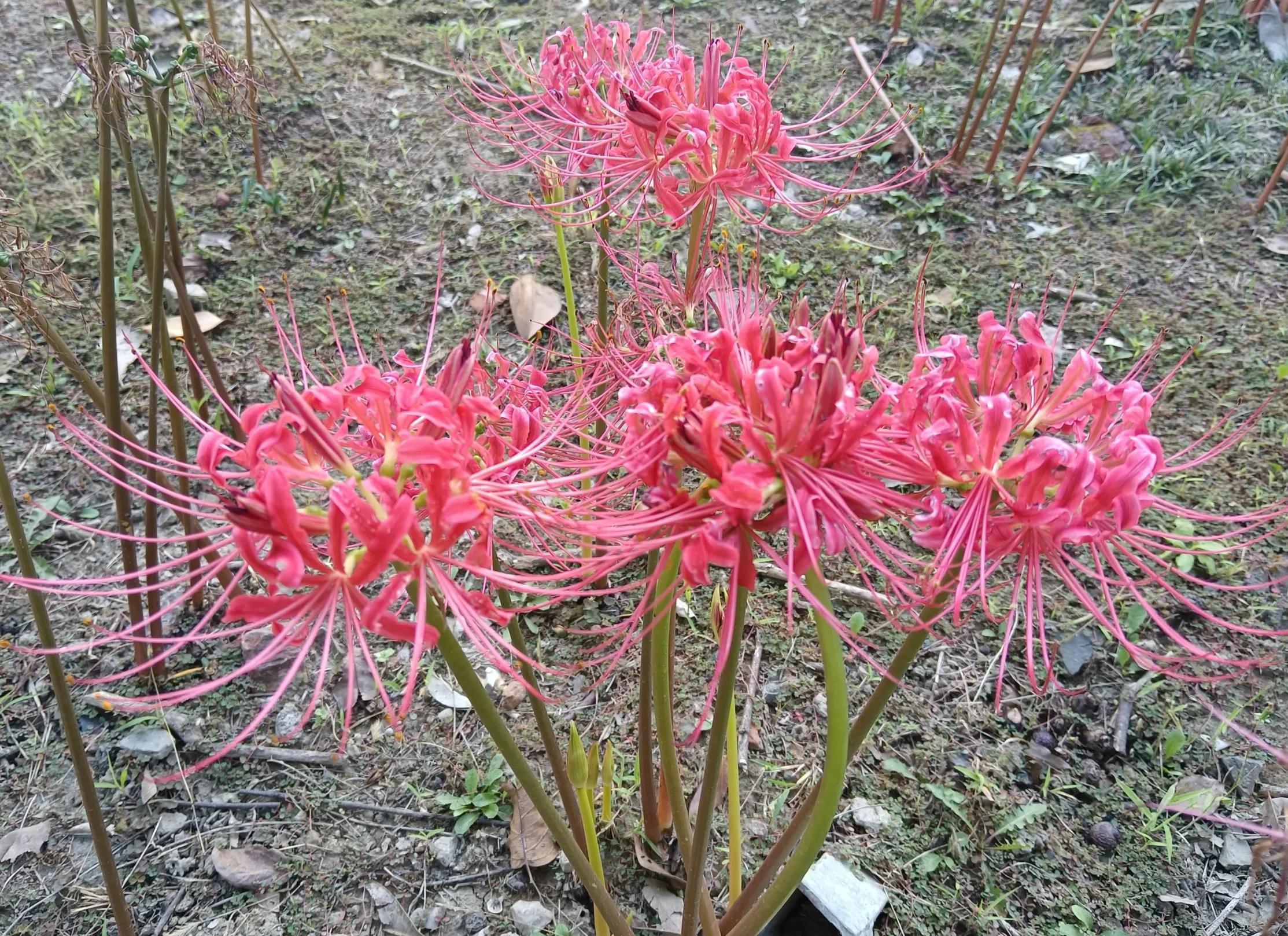 Nature is different (3) Higan Flower - iNEWS