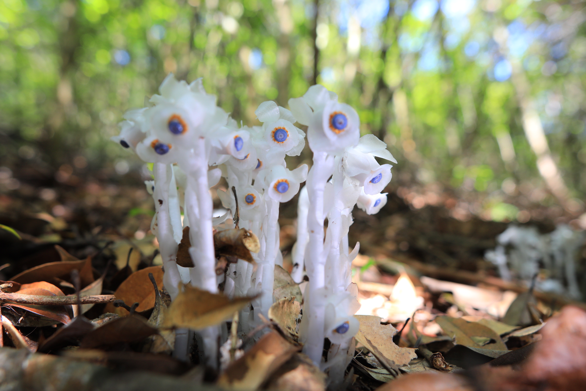 The mysterious "Flower of the Underworld" was discovered in Chongqing ...