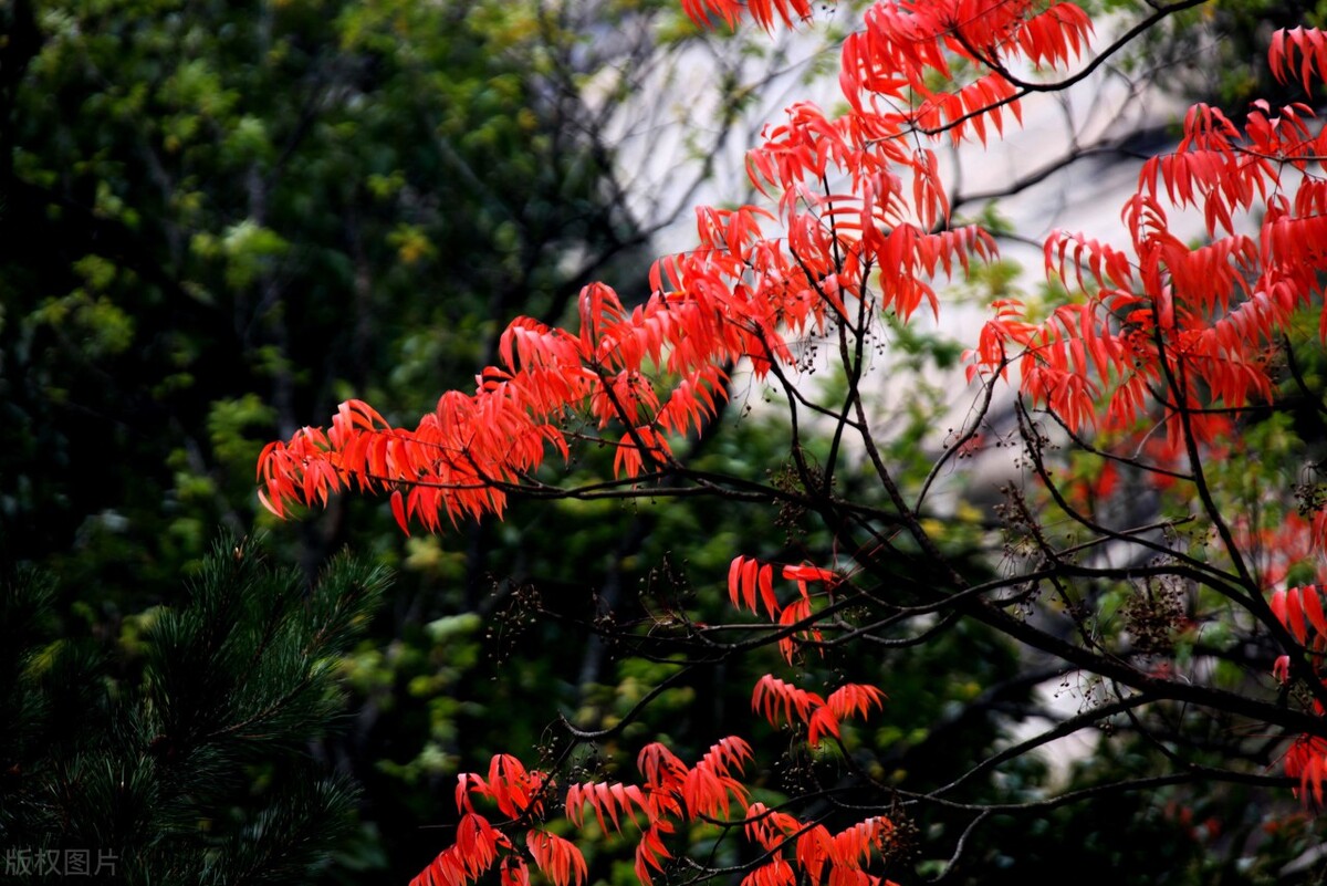 The Most Beautiful Prose Poem: Two Chapters of Autumn Rhyme - iNEWS