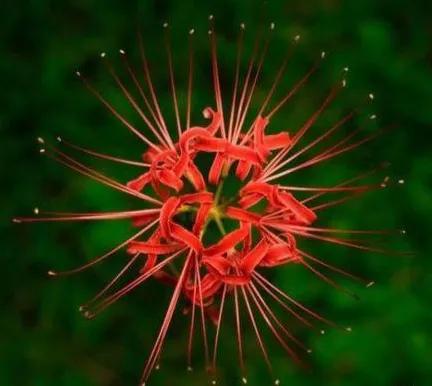 Nature is different (3) Higan Flower - iNEWS