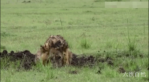 A male lion in Kenya spends hours digging a hole in the mud, just like ...