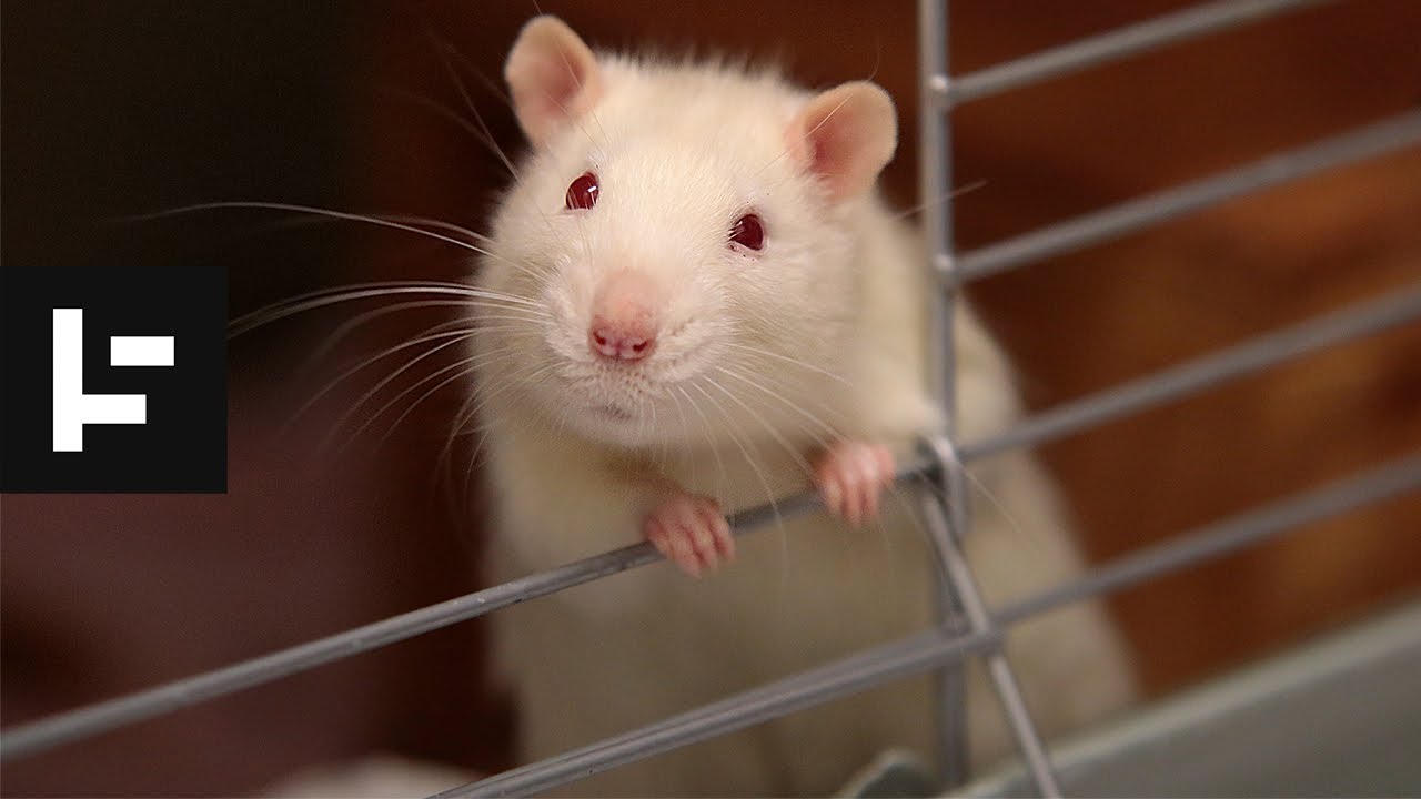 Russia is surprised to see the weird "Rat King" with five mice tangling ...