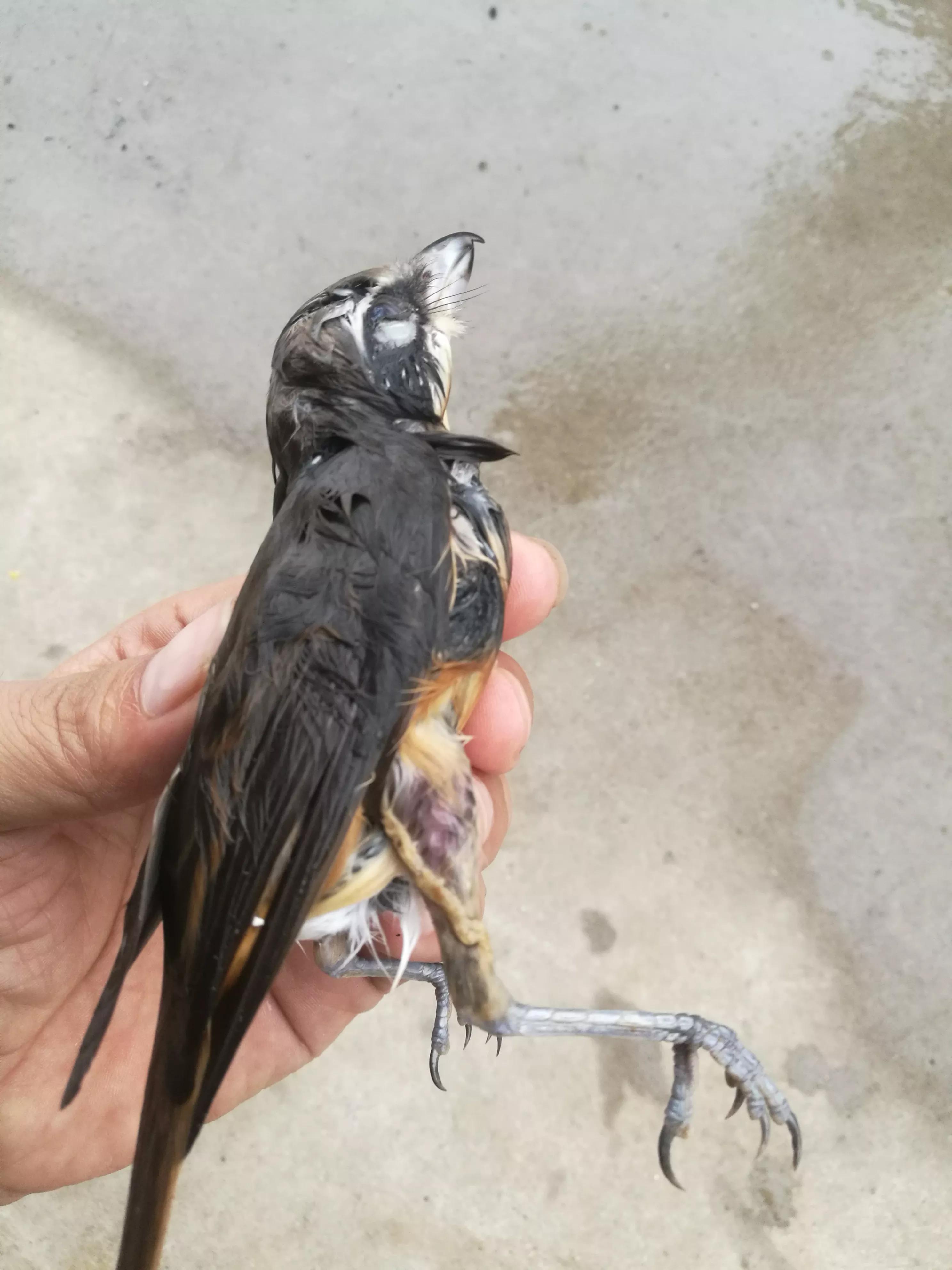 A beautiful bird drowned in the sauce tank, with an eagle beak ...
