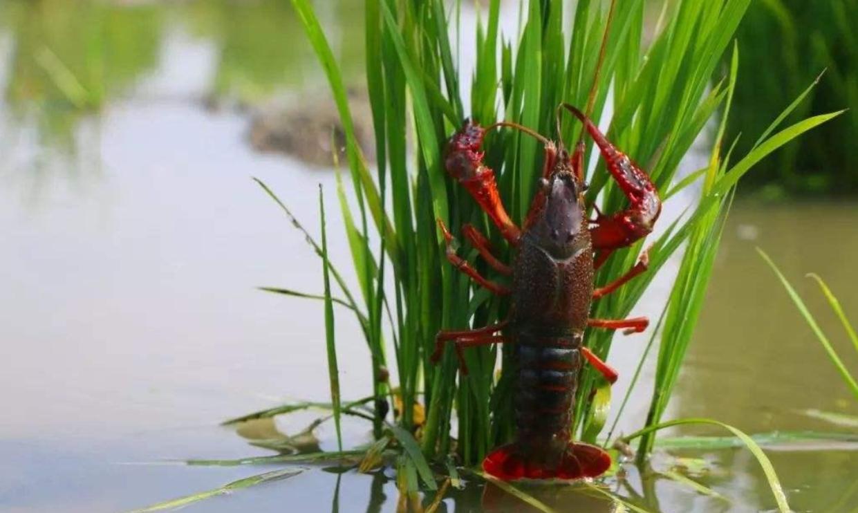 Be vigilant, crayfish spread to 19 provinces, and the human-to-shrimp ...