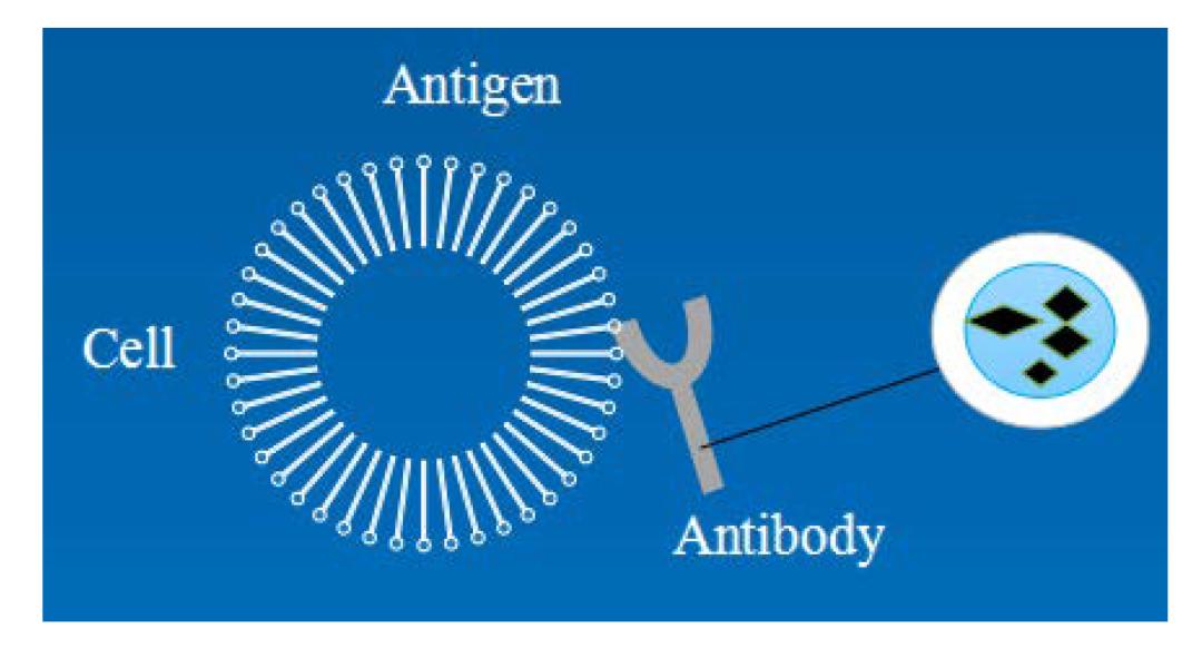 Brief introduction of in vitro application of biomagnetic beads - iNEWS