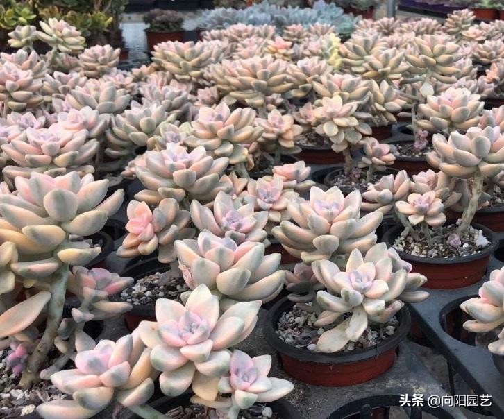 Super beautiful apricot brocade, grows fast in the sun, planted in pure ...