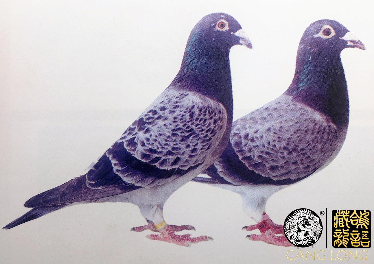 Top Dutch pigeon breeder Heilmann answers 18 questions from fanciers ...