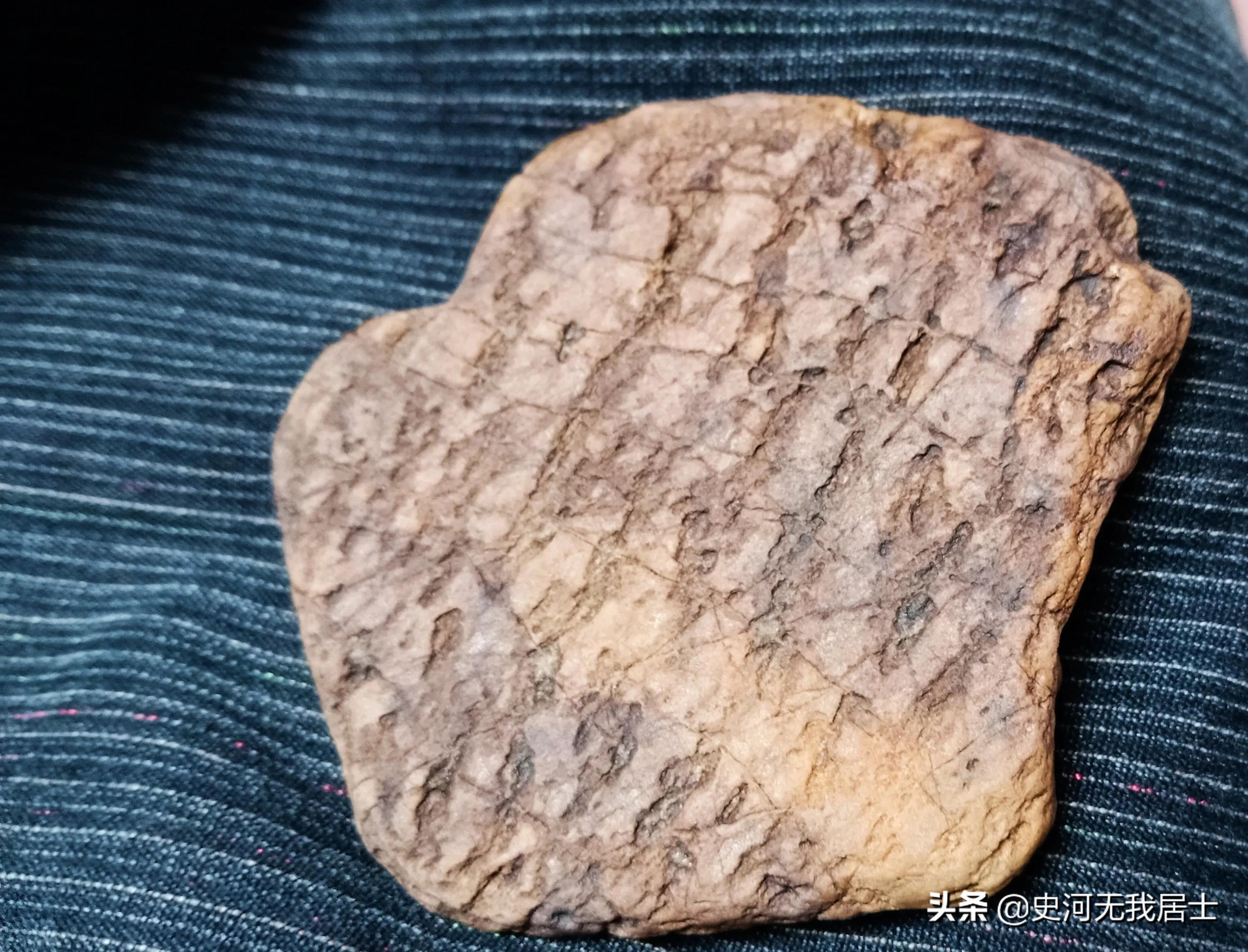 Essentials of Yashi Illustrated Book_"Bark" Fossil - iNEWS