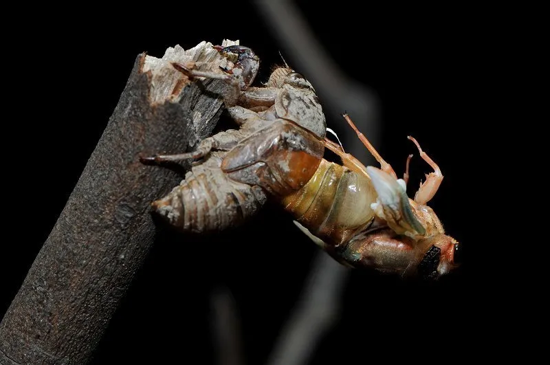 I finally know why Tang Seng is Jin Chanzi reincarnated - iNEWS