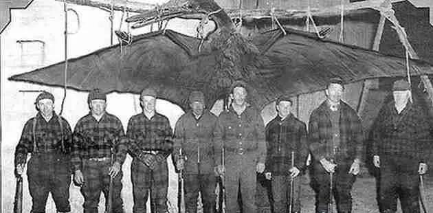 Does Thunderbird really exist? - iNEWS