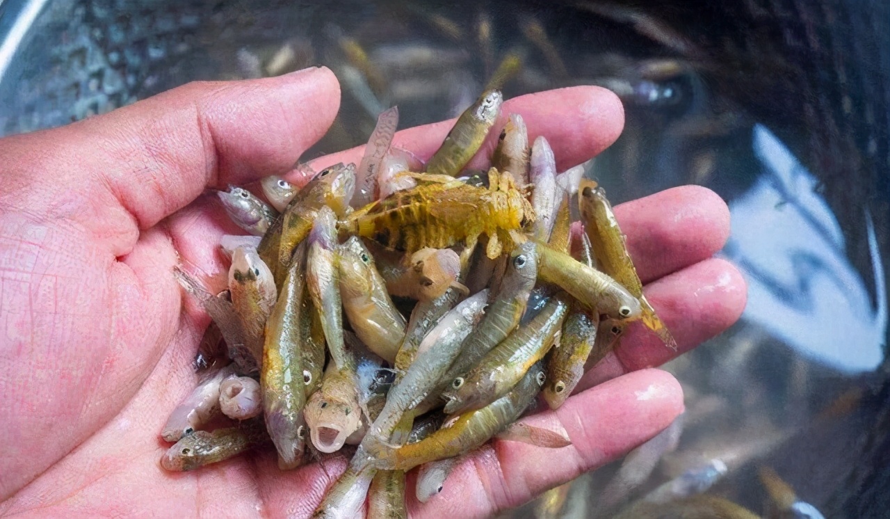 An exotic species of mosquito fish invaded China, eating 2,000 ...
