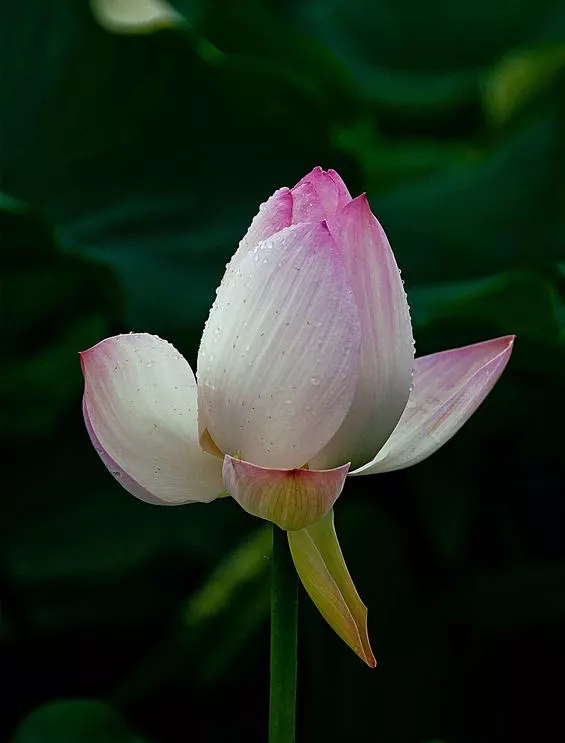 He Xian Yi Yi Hua Jie Yu series of short poems - iNEWS
