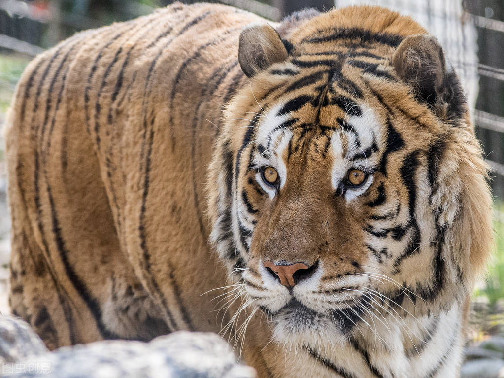 Who can kill the tiger king "Lek"?It traverses the corpse and ...