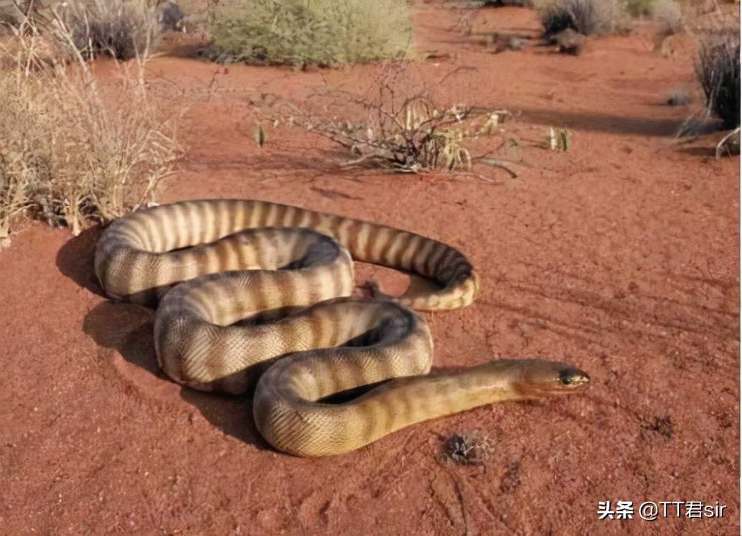 The inland Taipan snake, as the most venomous snake on the land in the ...