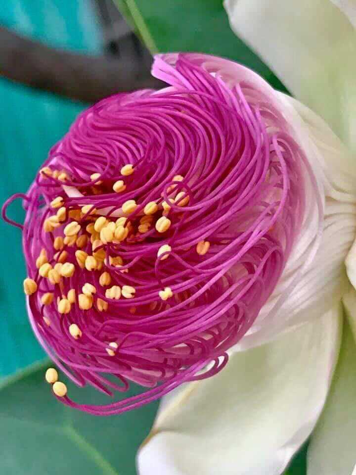 Tibet Pagoda Flower - iNEWS