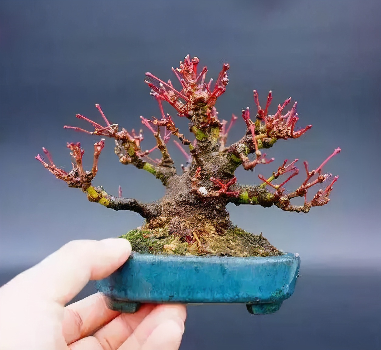 Pruning deciduous tree bonsai in winter is a necessary step to activate ...