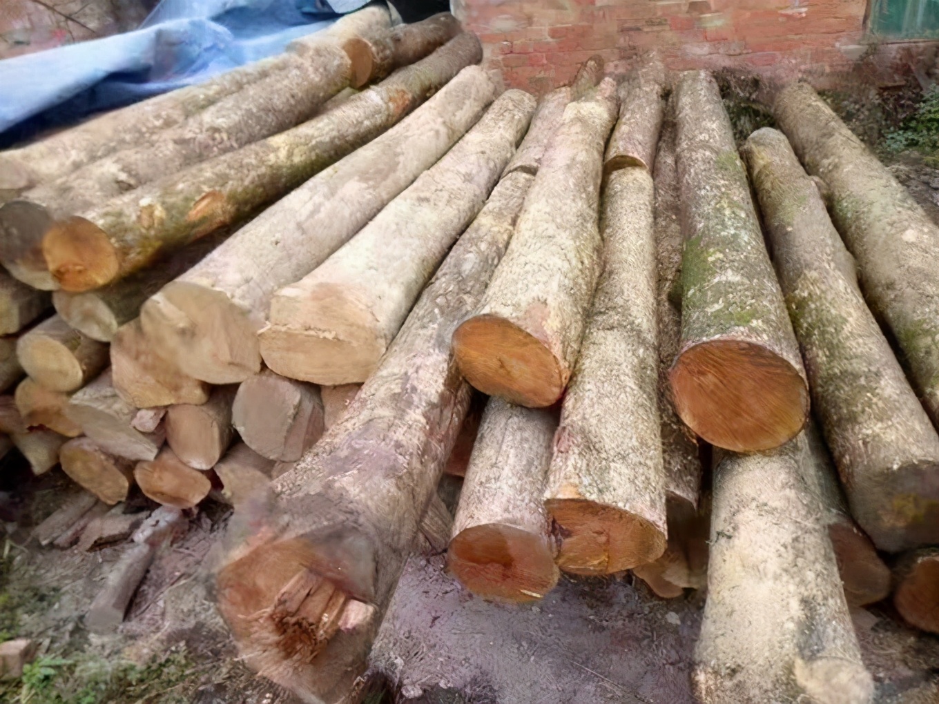 Phoebe is the best among trees, the price of wood is very expensive ...