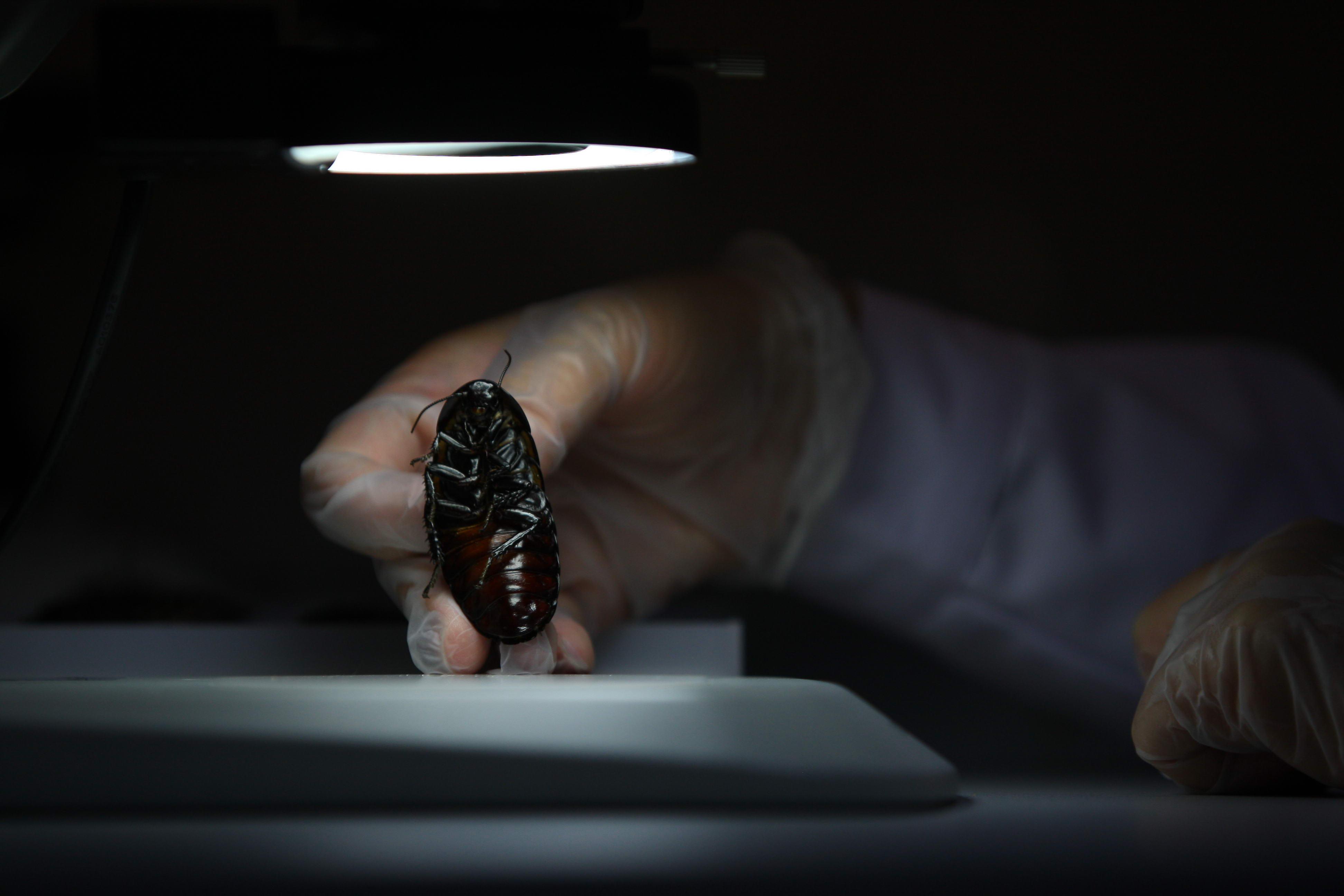 The Japanese with heavy tastes think that cockroaches are beautiful, so ...