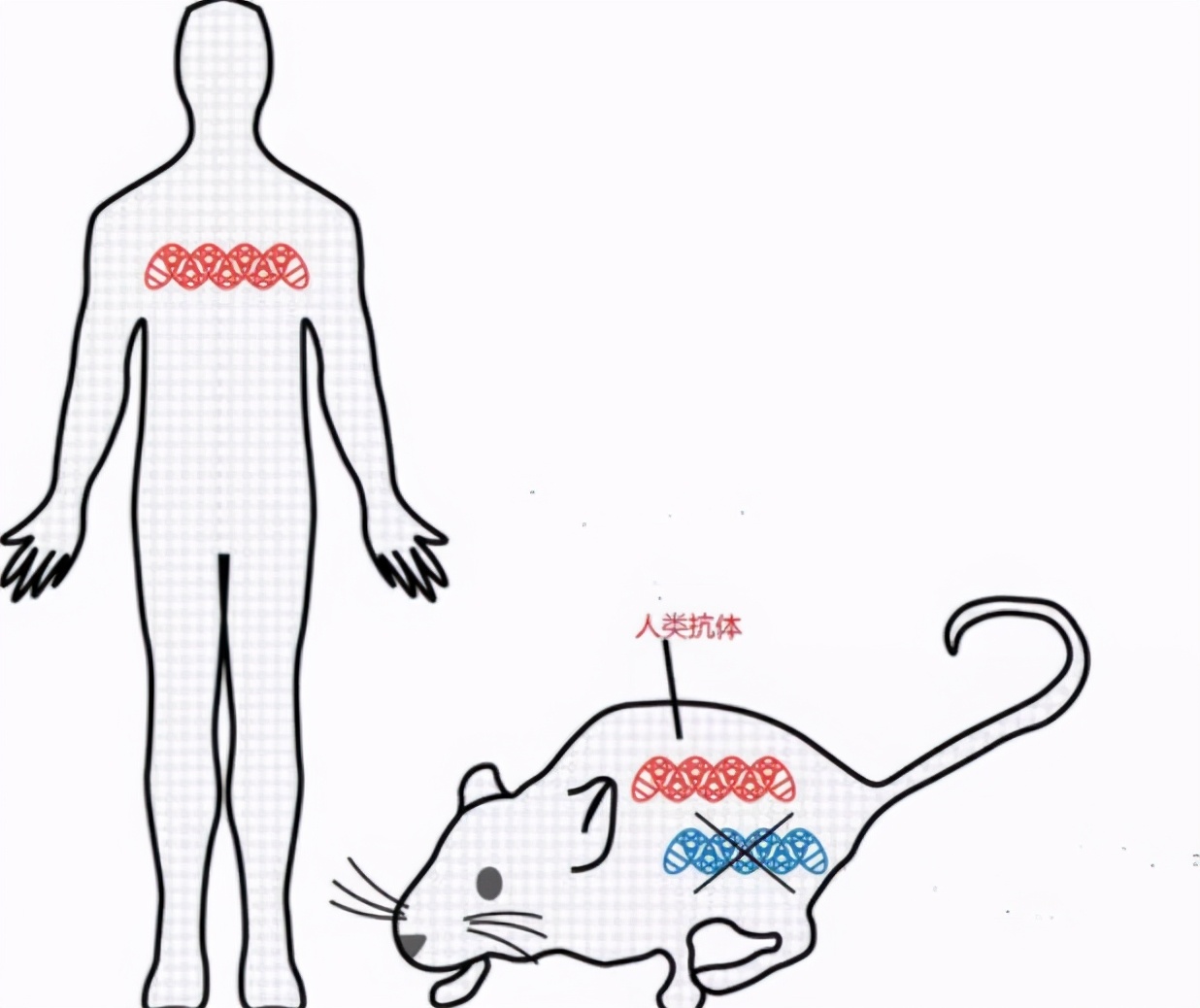 Why does the human body have no hair, but hair, pubic hair, and armpit ...