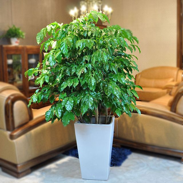 Happiness tree, a tree with a rustic scientific name but well received ...