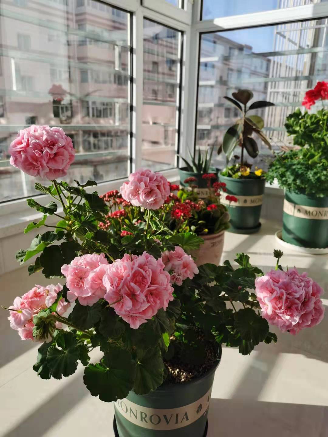 The "princess" of the geranium world, with high appearance and easy ...