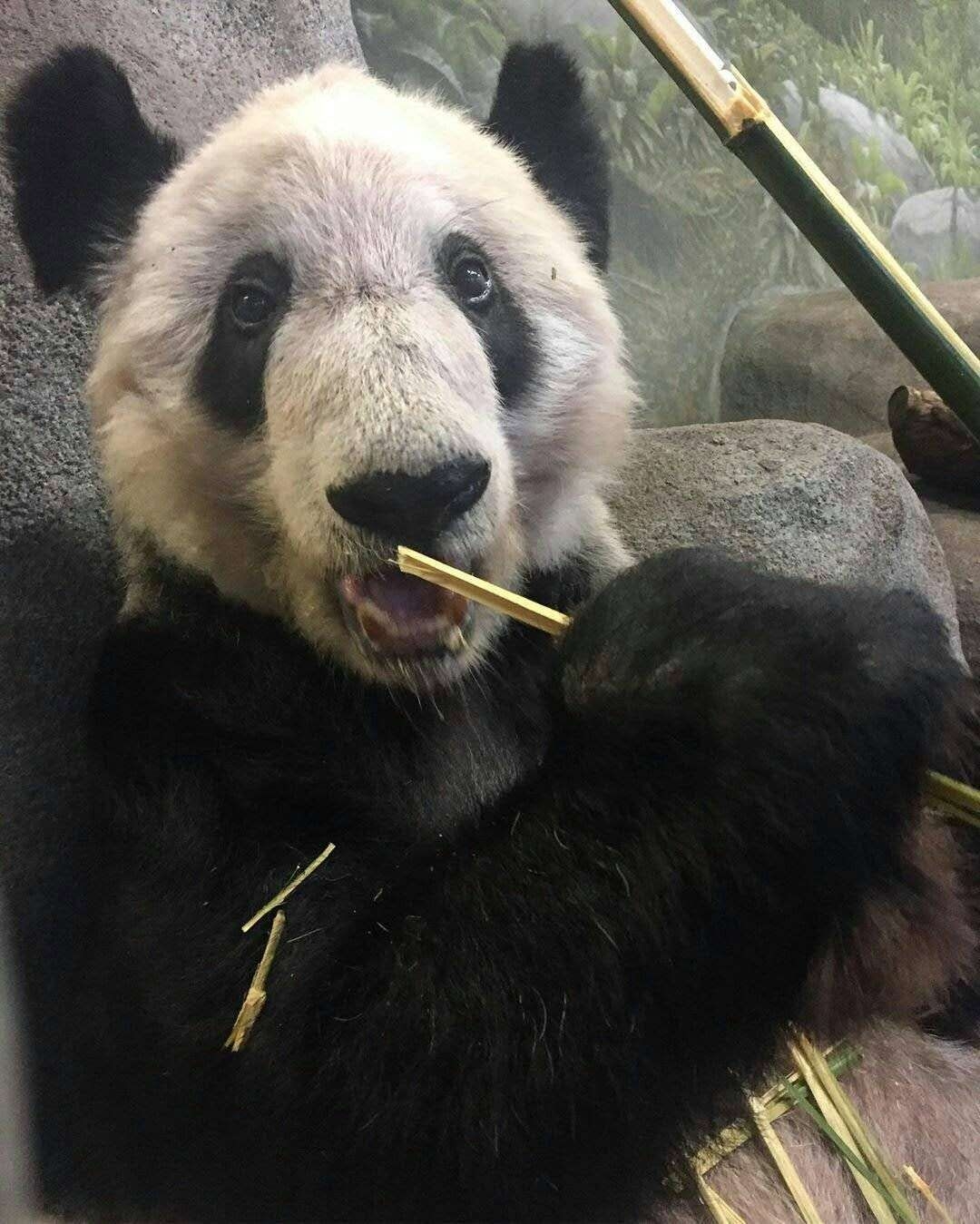 Is the national treasure giant panda "abused" in the United States ...
