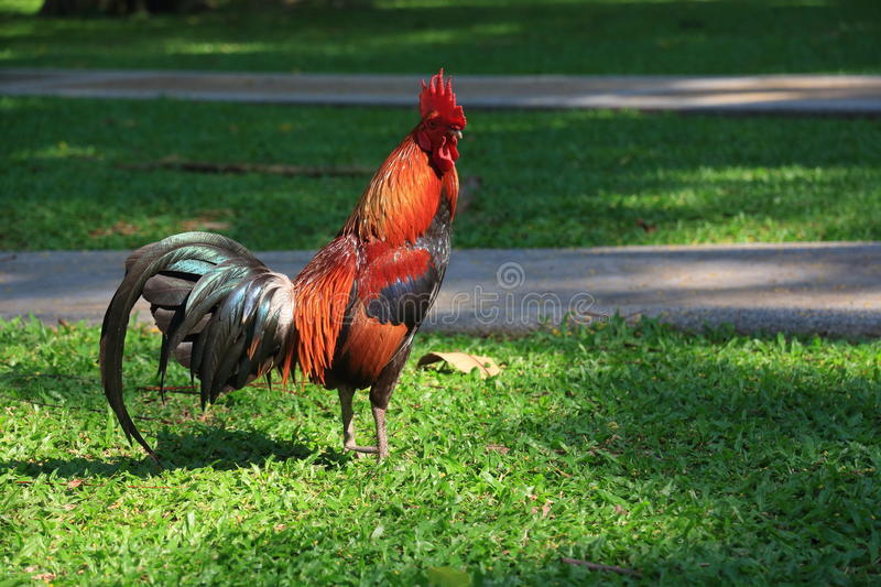 Why does the rooster crow on time every day? Does it count as time?You ...