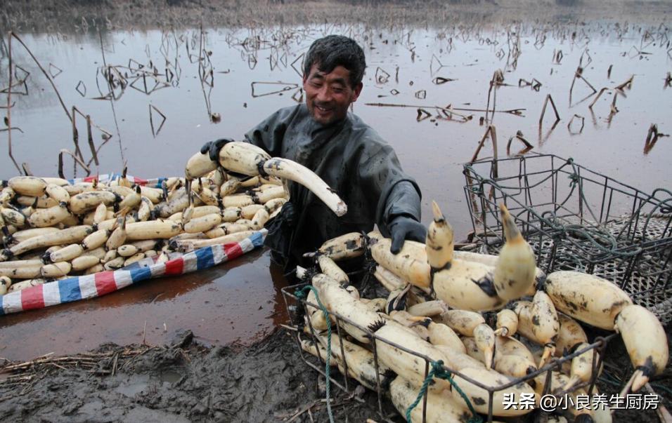 To stew lotus root soup, choose seven-hole or nine-hole lotus root ...