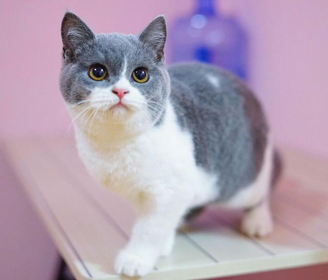 Overly "kind" British short cats will have these performances, which is ...