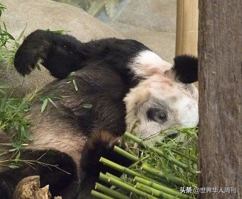 In the US, giant pandas are skinny and suspected of being abused ...