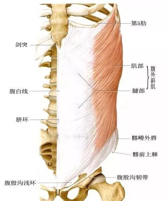 Analysis of "External Oblique Muscle" of Myogenic Low Back Pain (3) - iNEWS
