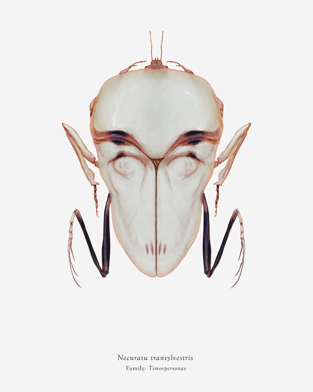 9 kinds of the most evil-looking beetles, exactly corresponding to the ...