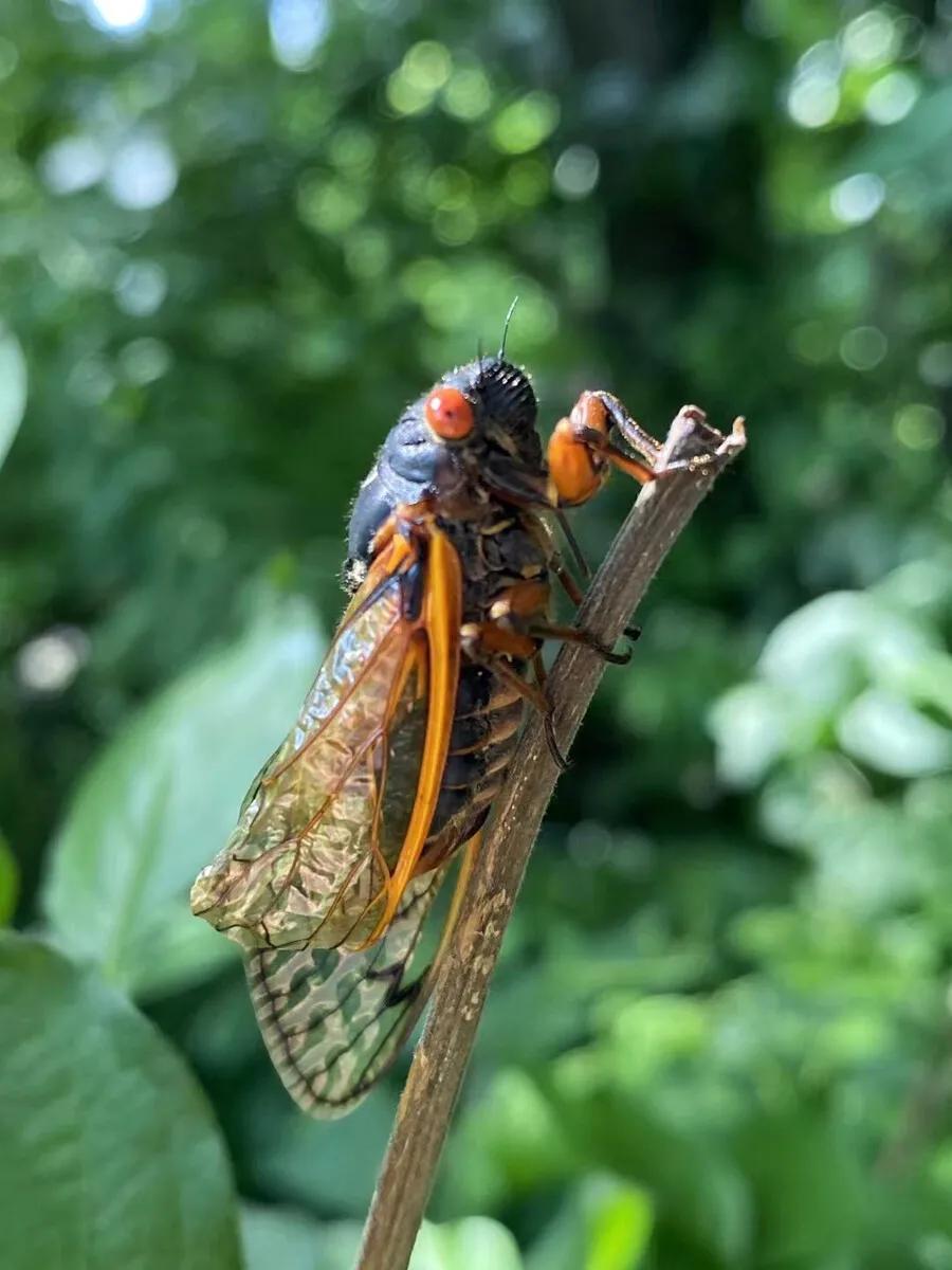 What is the longest-lived bug in the world? - iNEWS