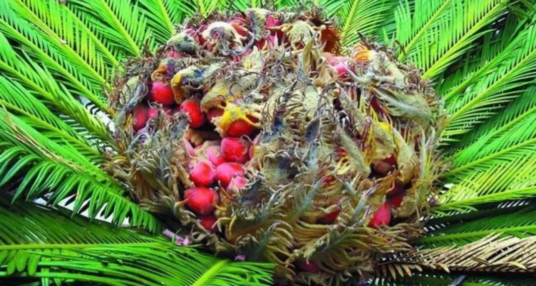 Have you ever seen iron trees bloom? - iNEWS
